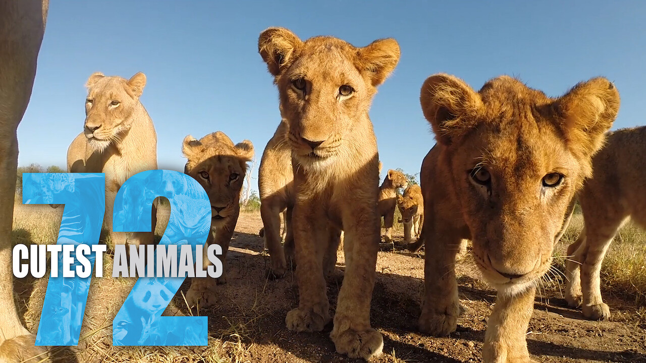 Is 72 Cutest Animals 2016 Available To Watch On UK Netflix is-72-cutest-animals-2016-available-to-watch-on-uk-netflix